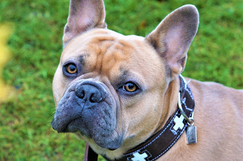 5 Types of Designer Dog Jewellery Your Fur Babies Will Love – Gemma J